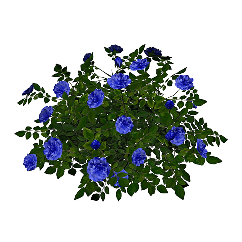 Rose Bush Png